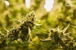 Bothell Pot Shops: A Greener Today Provides Great Customer Service