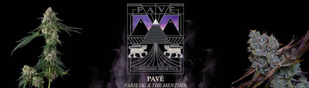 The Pavé Strain Features Cooling Menthol Flavor and A Potent Head Change