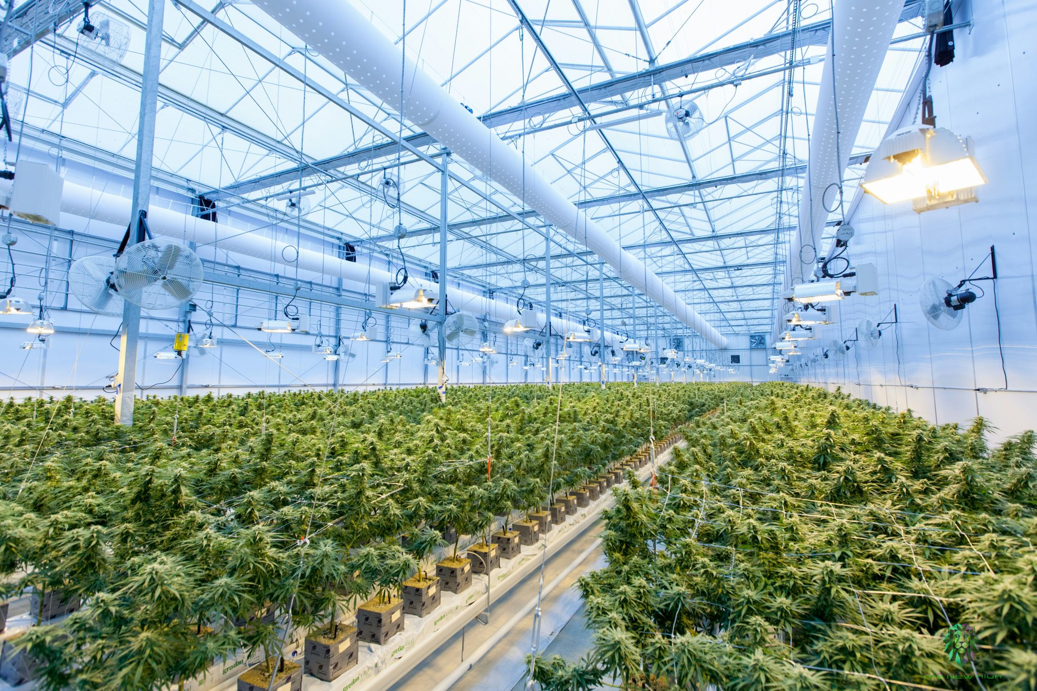 Major Cannabis Industry Events in 2026 Driving Real Business
